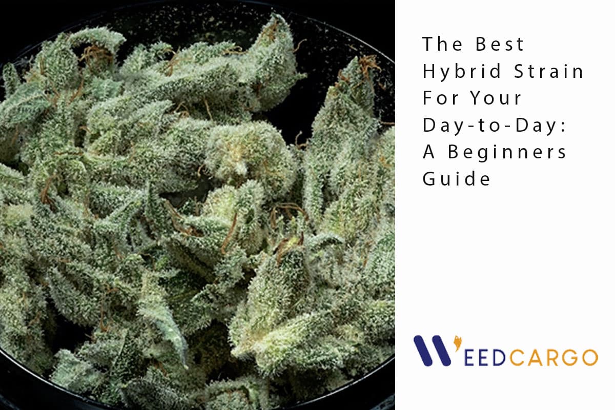 The Best Hybrid Strain For Your Day-to-Day: A Beginners Guide - Weed Cargo