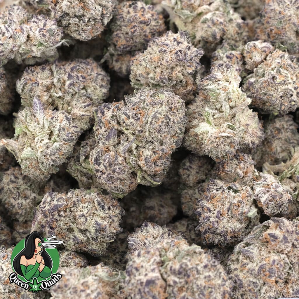 Buy Blueberry Muffin – Hybrid – AAAA – Queen Of Quads Online - Weed Cargo