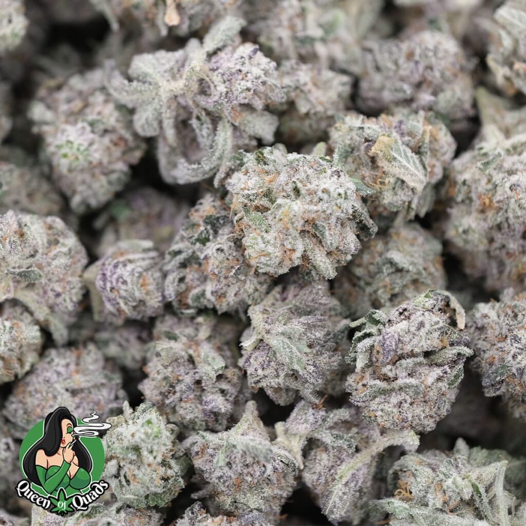Buy Jealousy Smalls – Hybrid – AAAA – Queen Of Quads Online - Weed Cargo