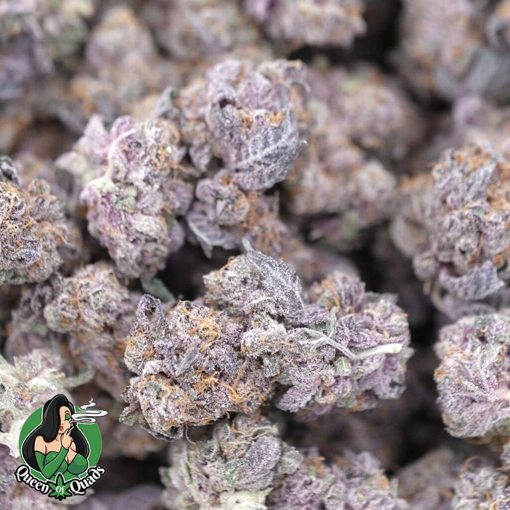 Buy Berry Gelato Smalls – Hybrid – AAAA – Queen Of Quads Online - Weed ...